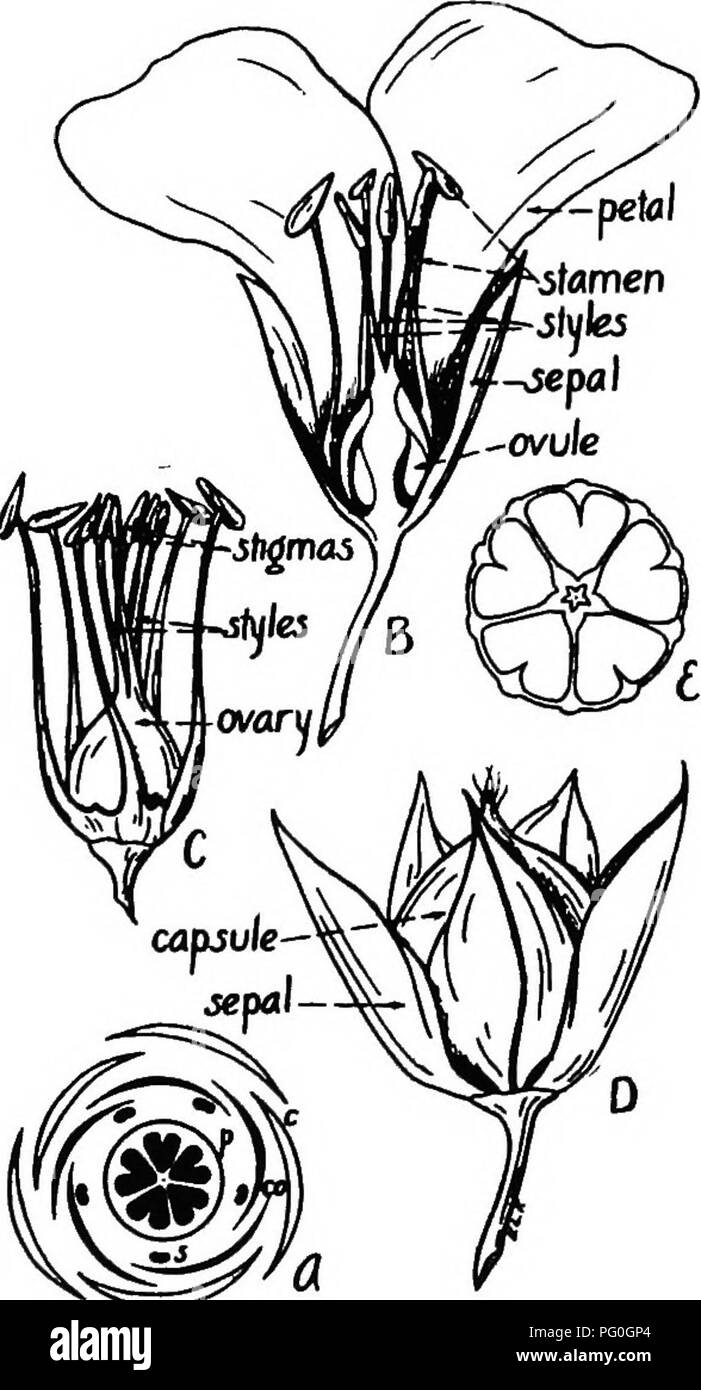 Calyx tip hi-res stock photography and images - Alamy