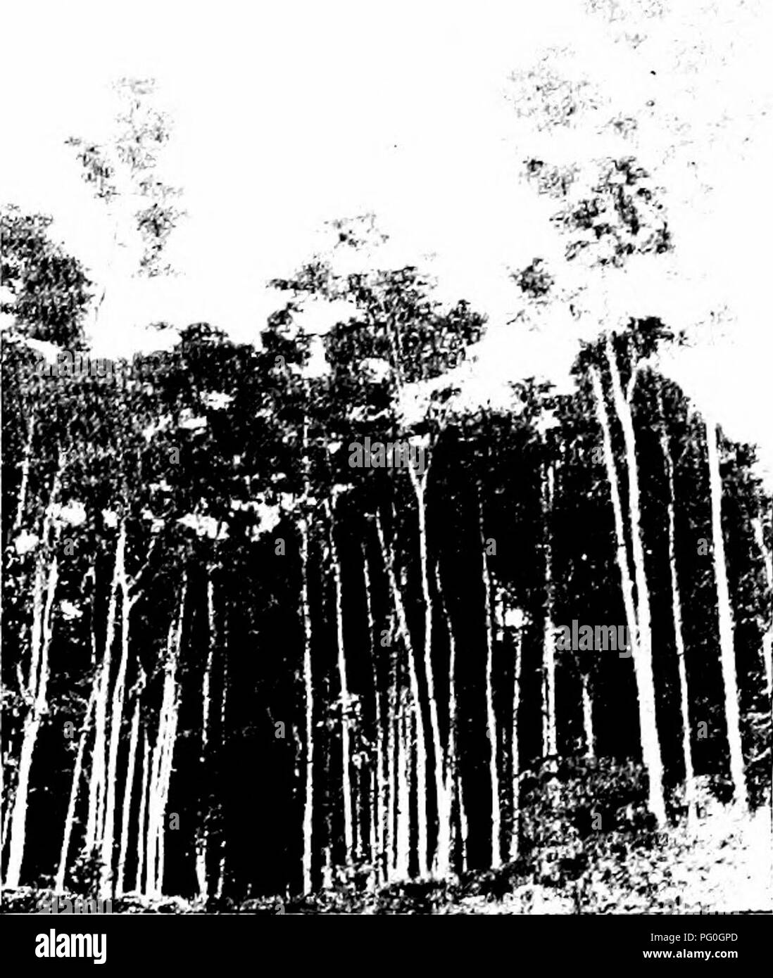 plantation forestry notes