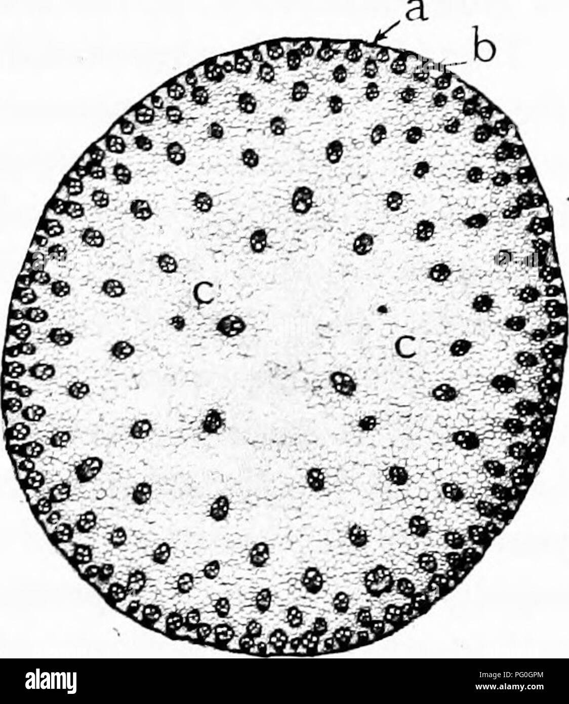 Herbaceous Dicot Stem Showing The External Features