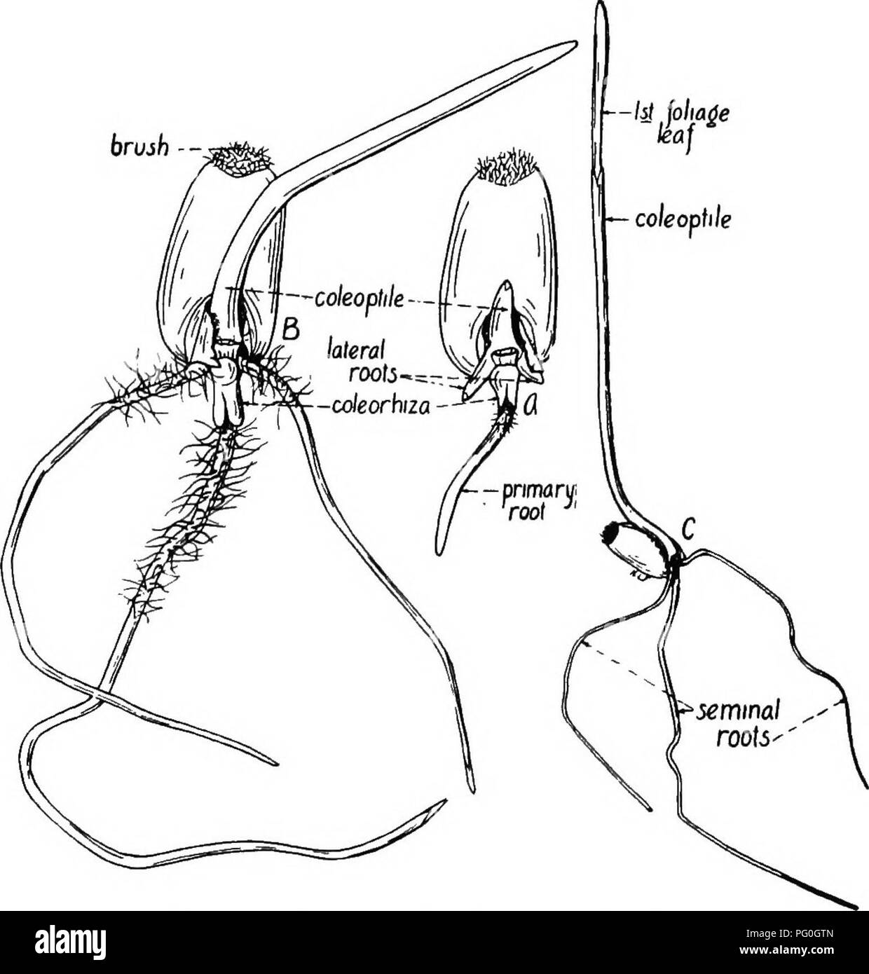 This reference book on crop botany covers the development of ...