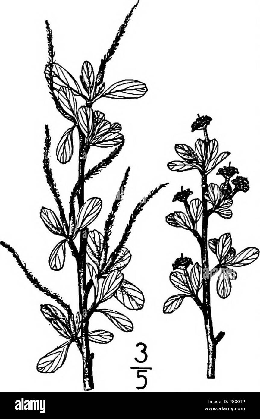 This work provides detailed descriptions and illustrations of native ...