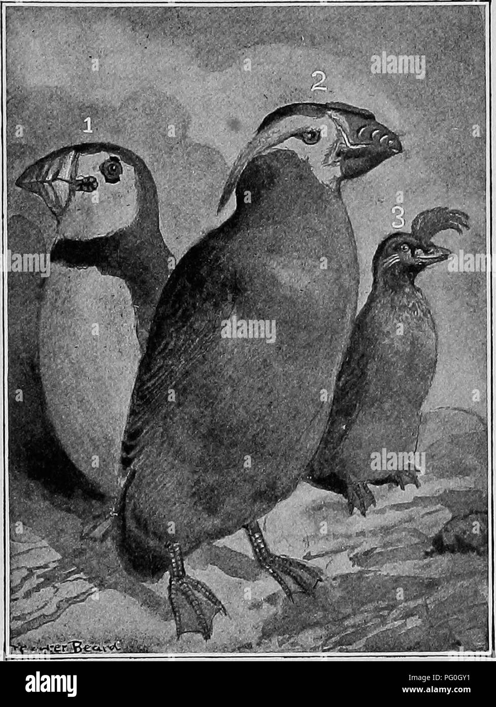 3 puffins hi-res stock photography and images - Alamy