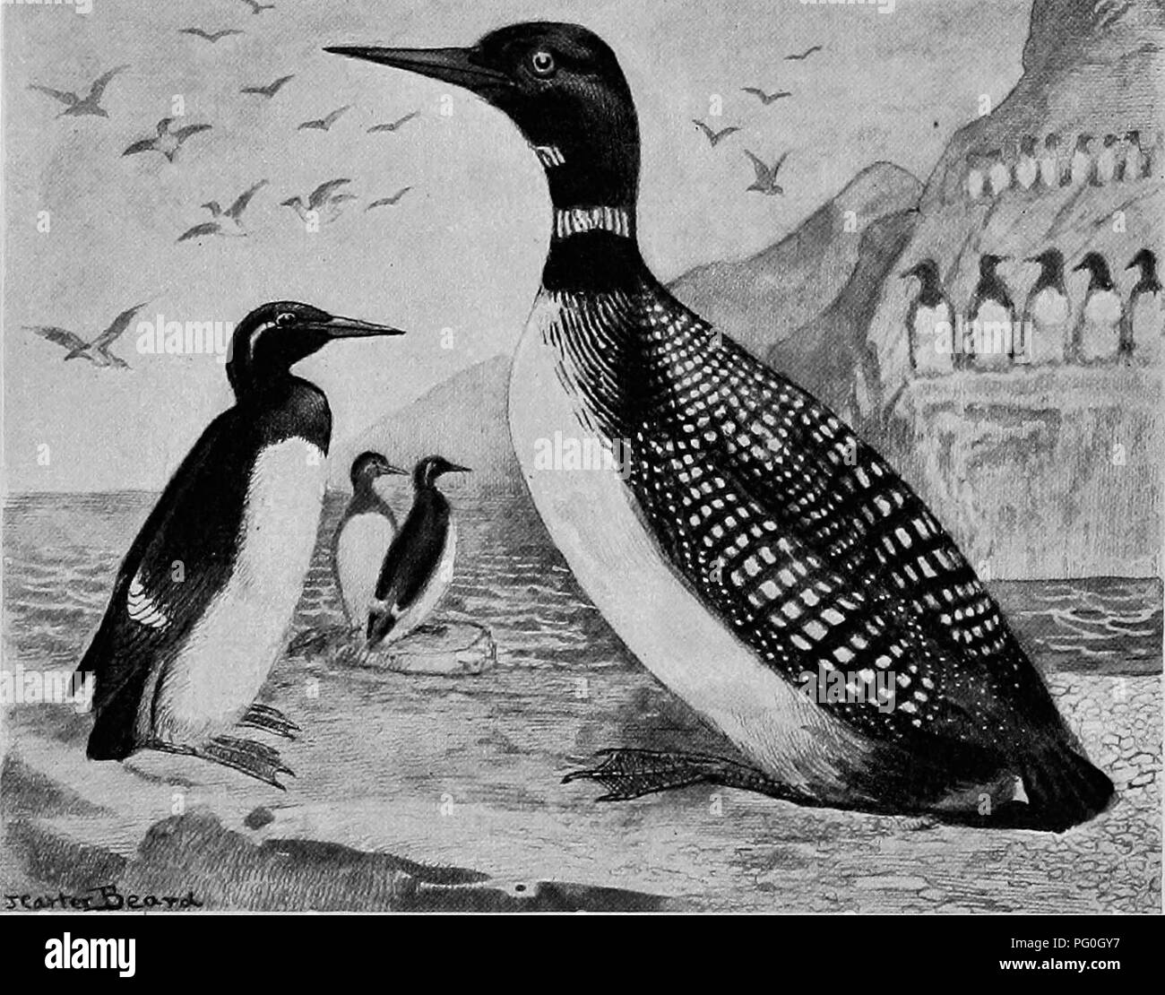Common loon eggs hi-res stock photography and images - Alamy