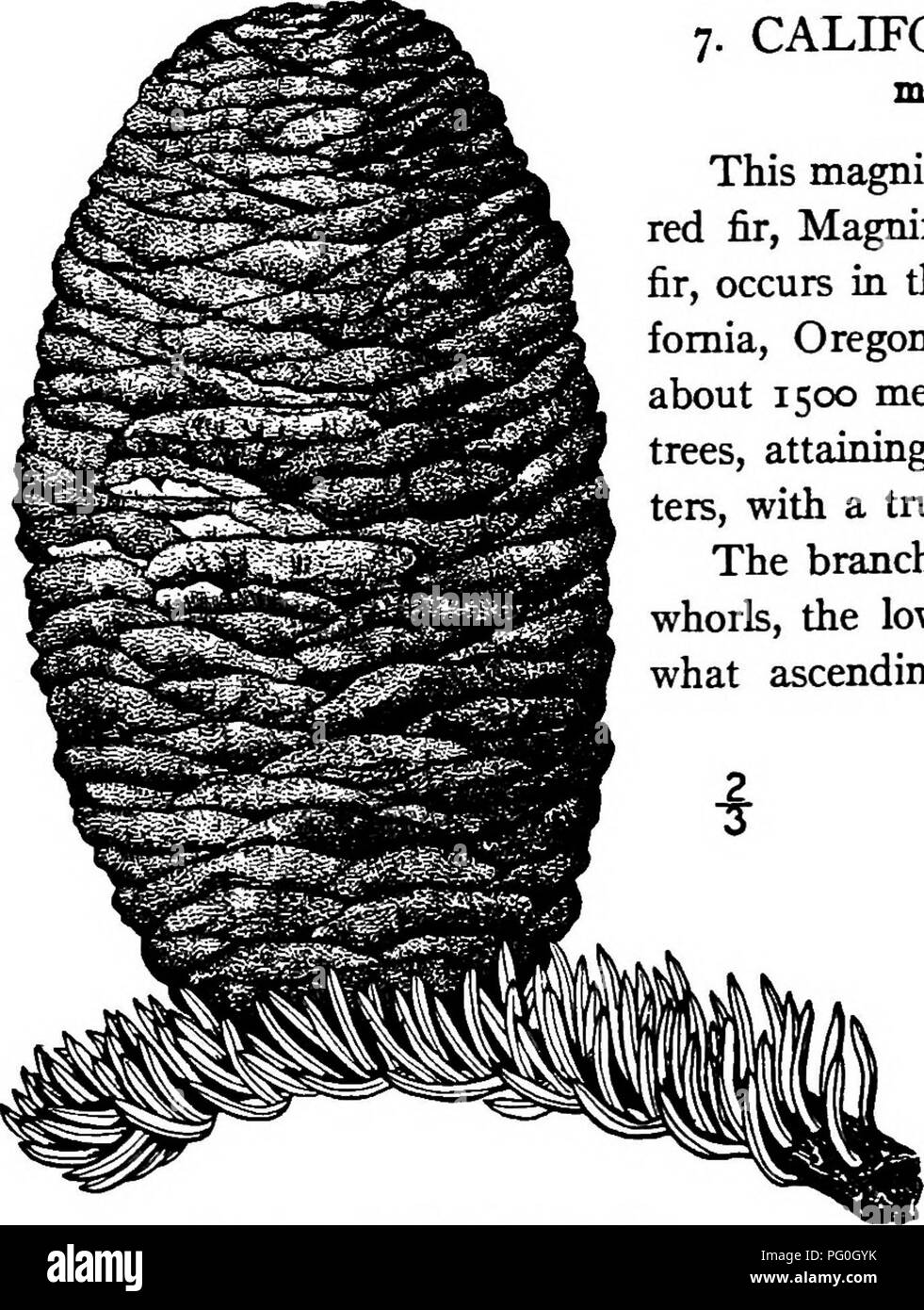 This guide to North American trees describes the characteristics of fir ...