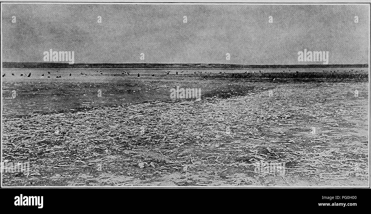 Albatross bones hi-res stock photography and images - Alamy