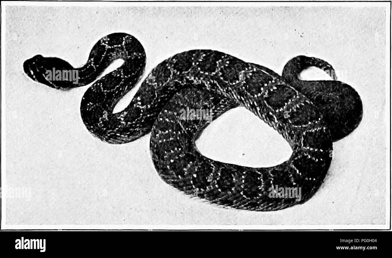 Exposed snake hi-res stock photography and images - Alamy