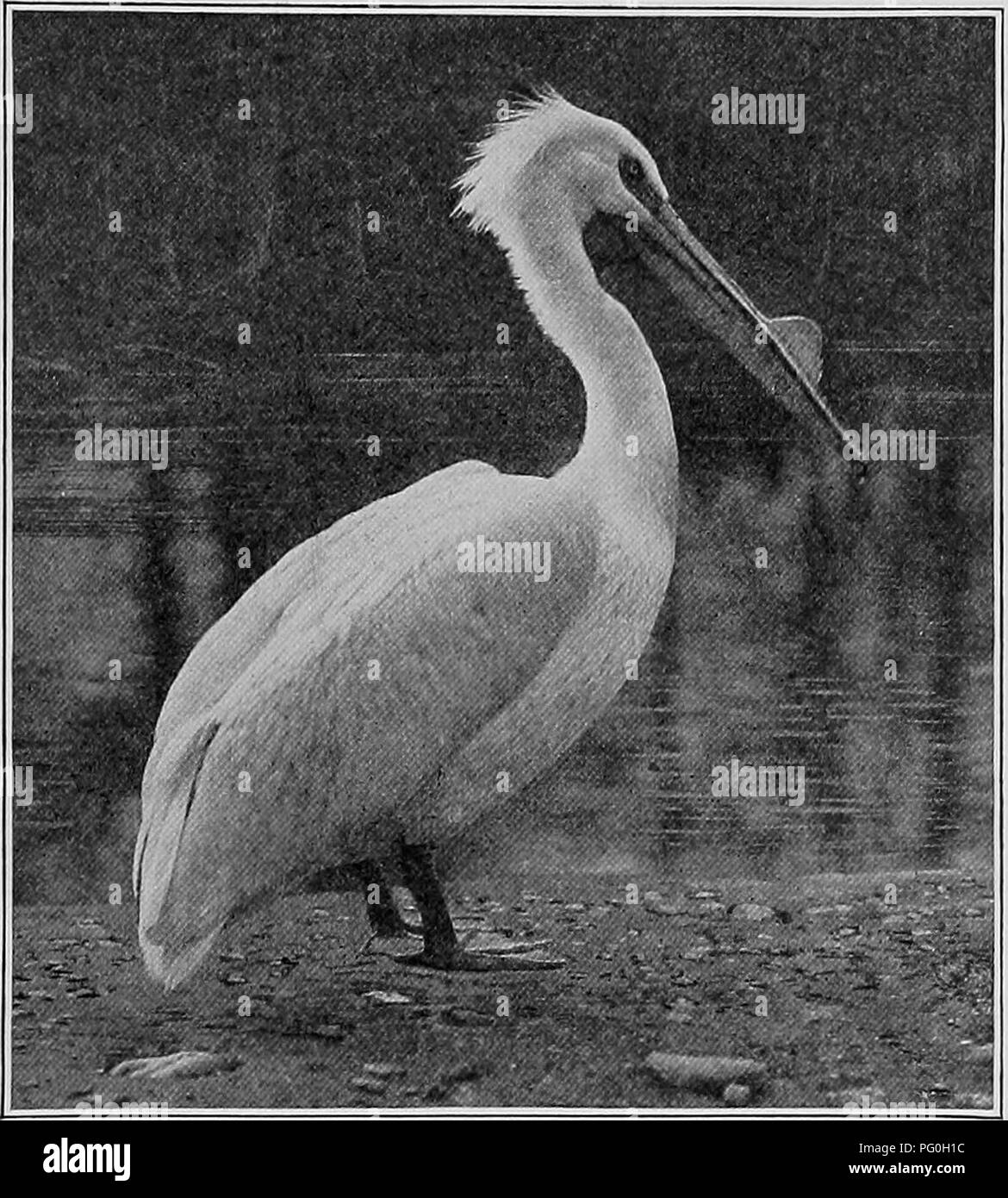 This natural history work provides detailed information about the Great ...