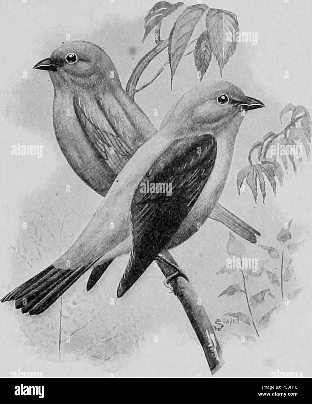 This comprehensive work covers the higher animals of North America ...