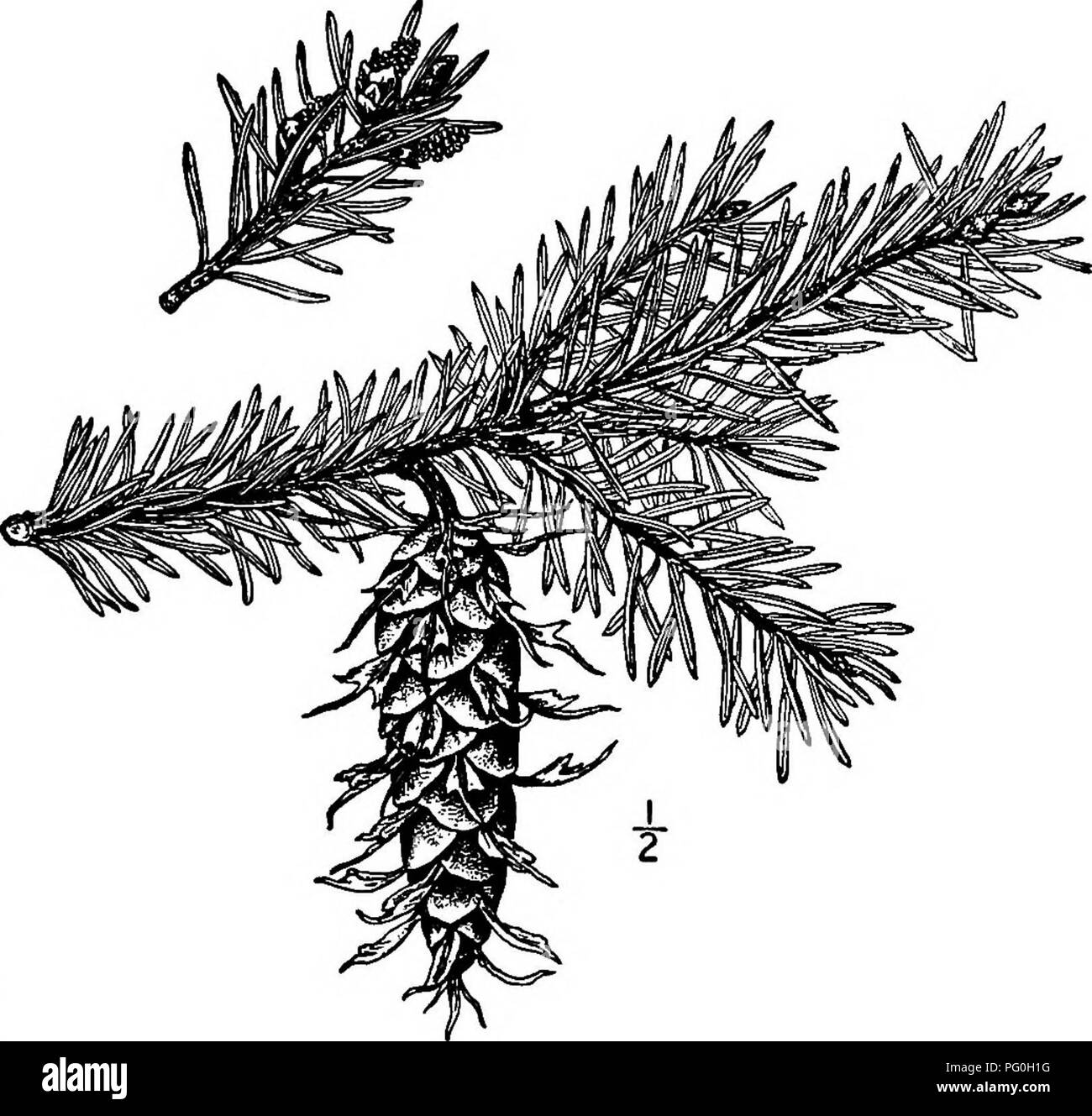 This comprehensive guide provides descriptions and illustrations of ...