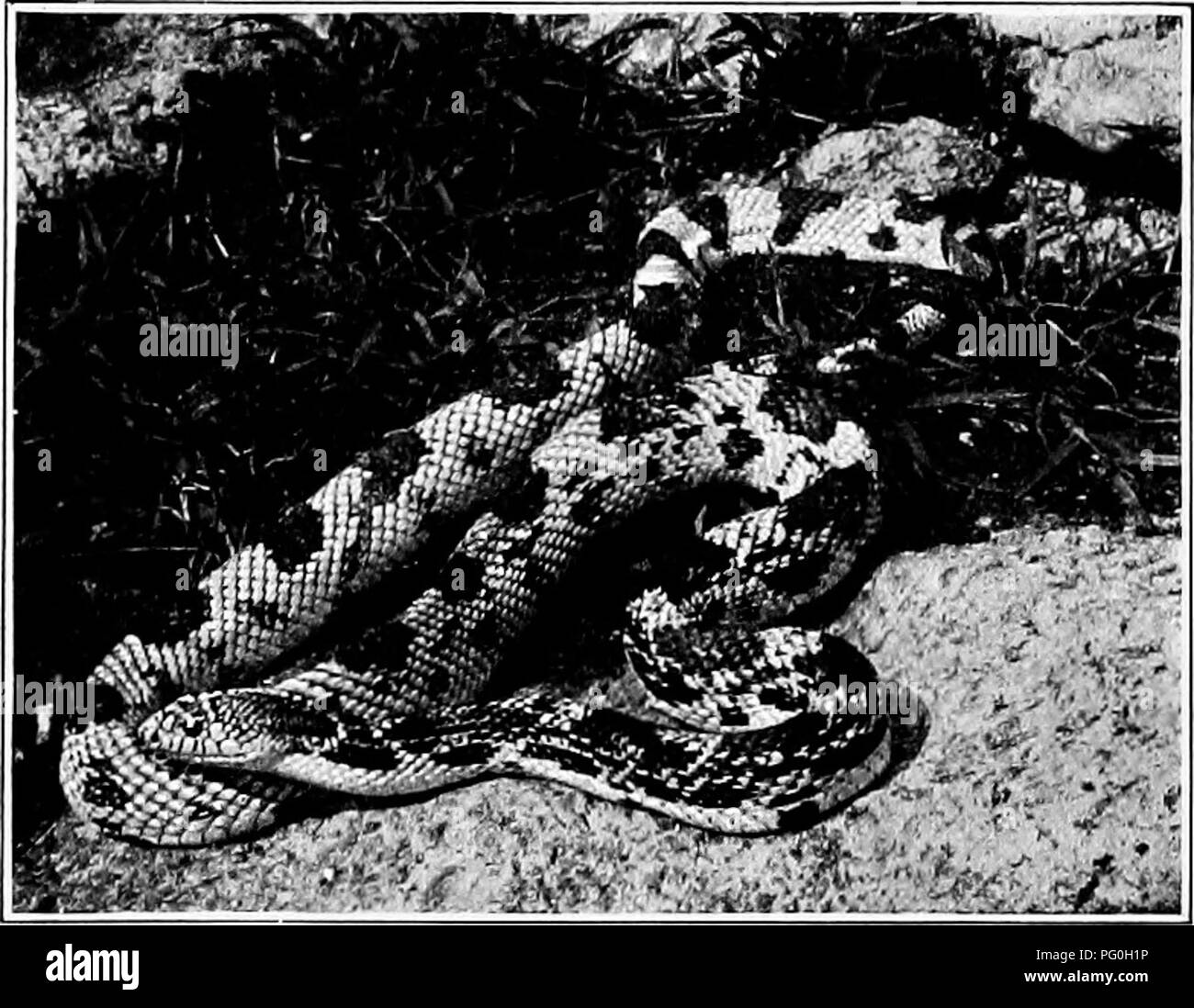 Hardy bird species Black and White Stock Photos & Images - Alamy