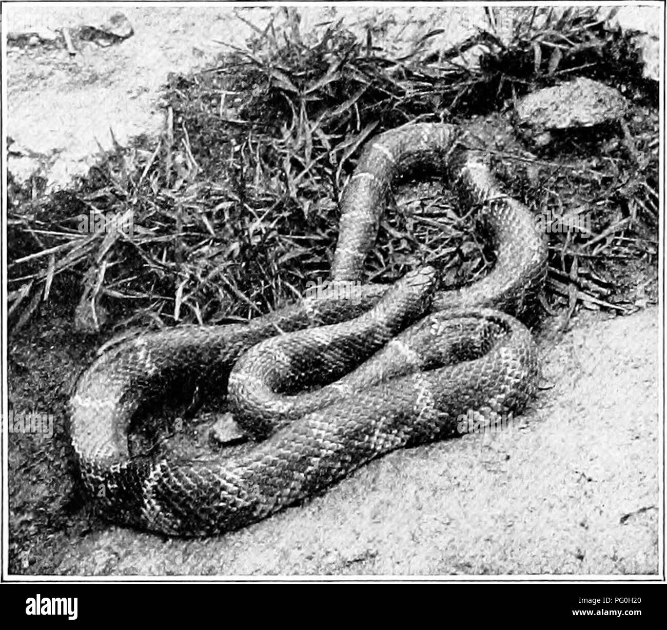 Cuban boa hi-res stock photography and images - Alamy