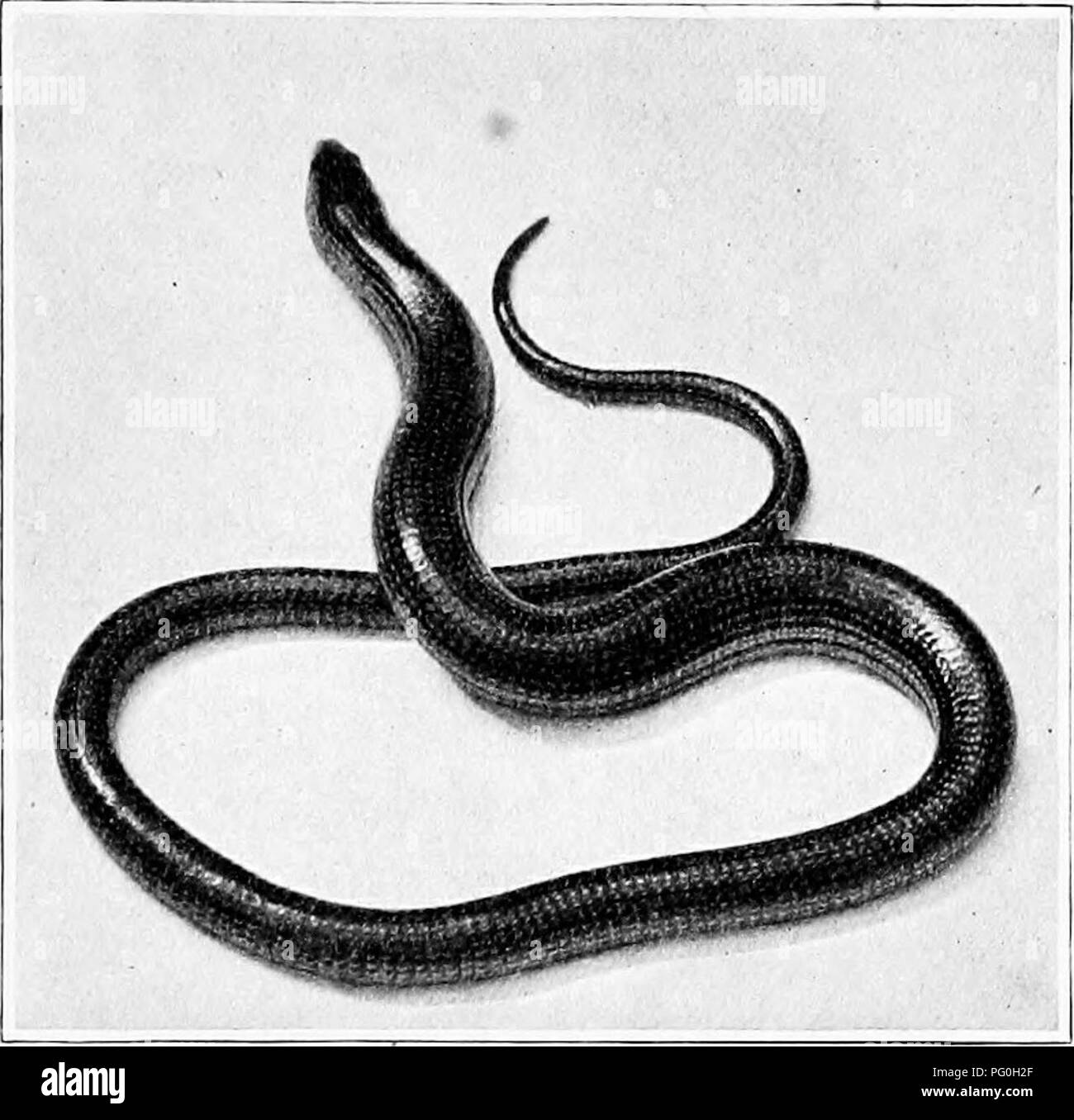 Legless Lizard Skeleton