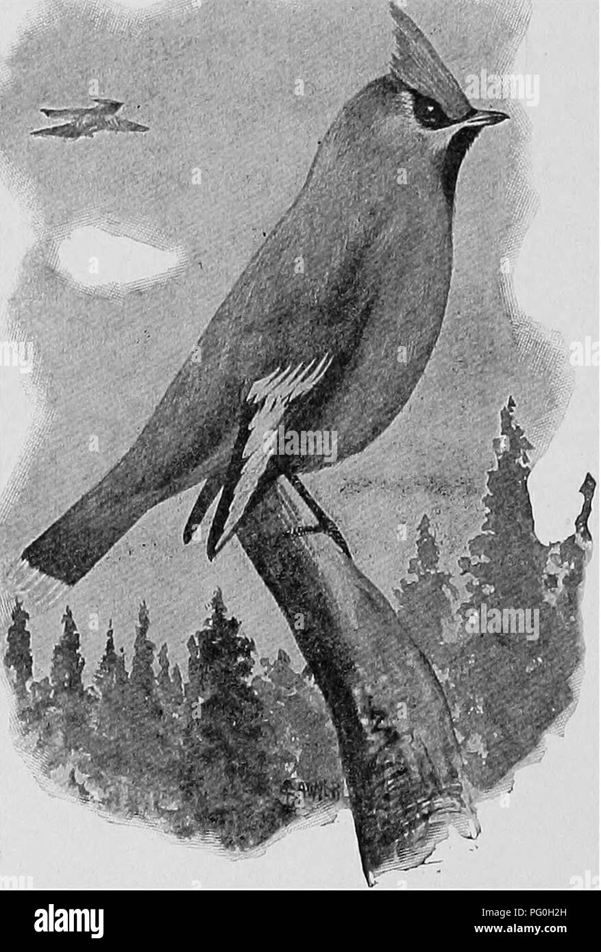 Secondary feather Black and White Stock Photos & Images - Alamy