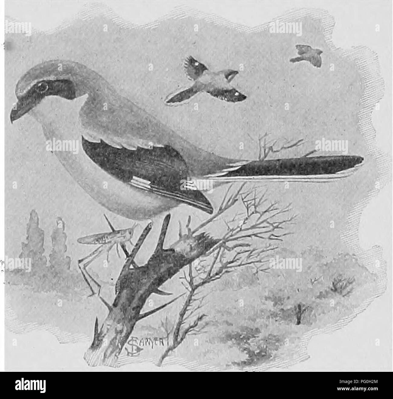 Aggressive hunting skills hi-res stock photography and images - Alamy