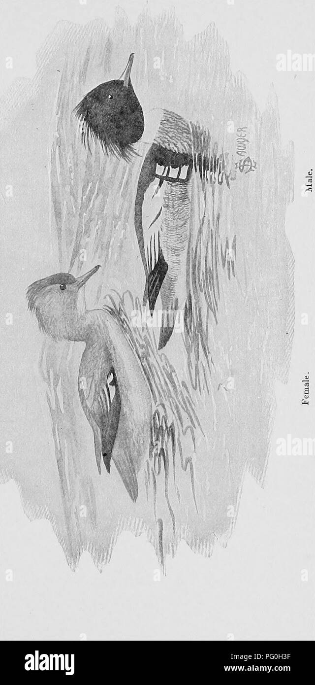 A comprehensive guide to the higher animals of North America, providing ...