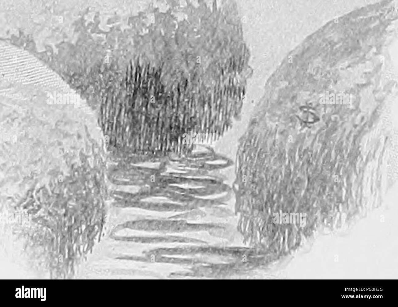 American eider Black and White Stock Photos & Images - Alamy