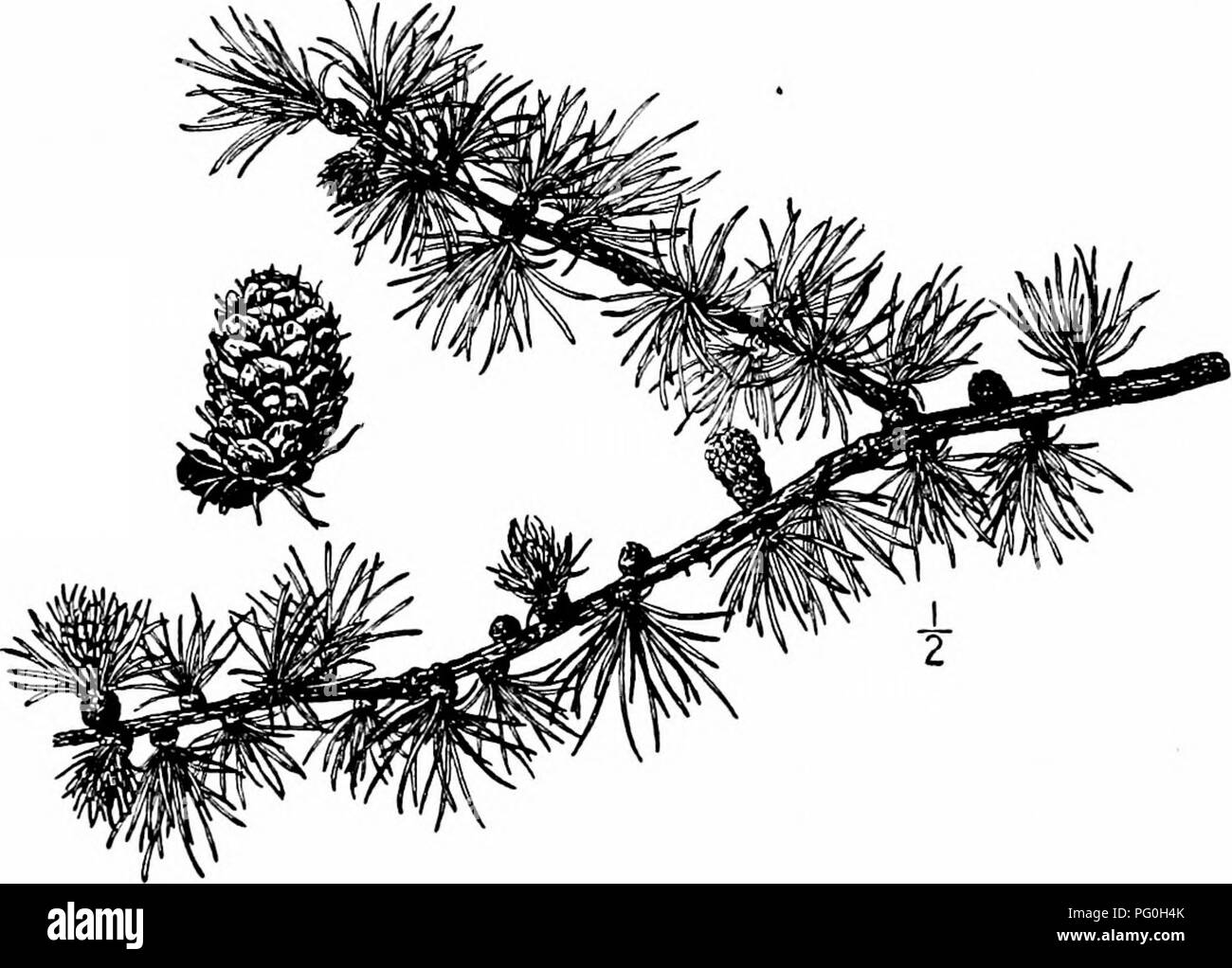 Large scaly plates hi-res stock photography and images - Alamy