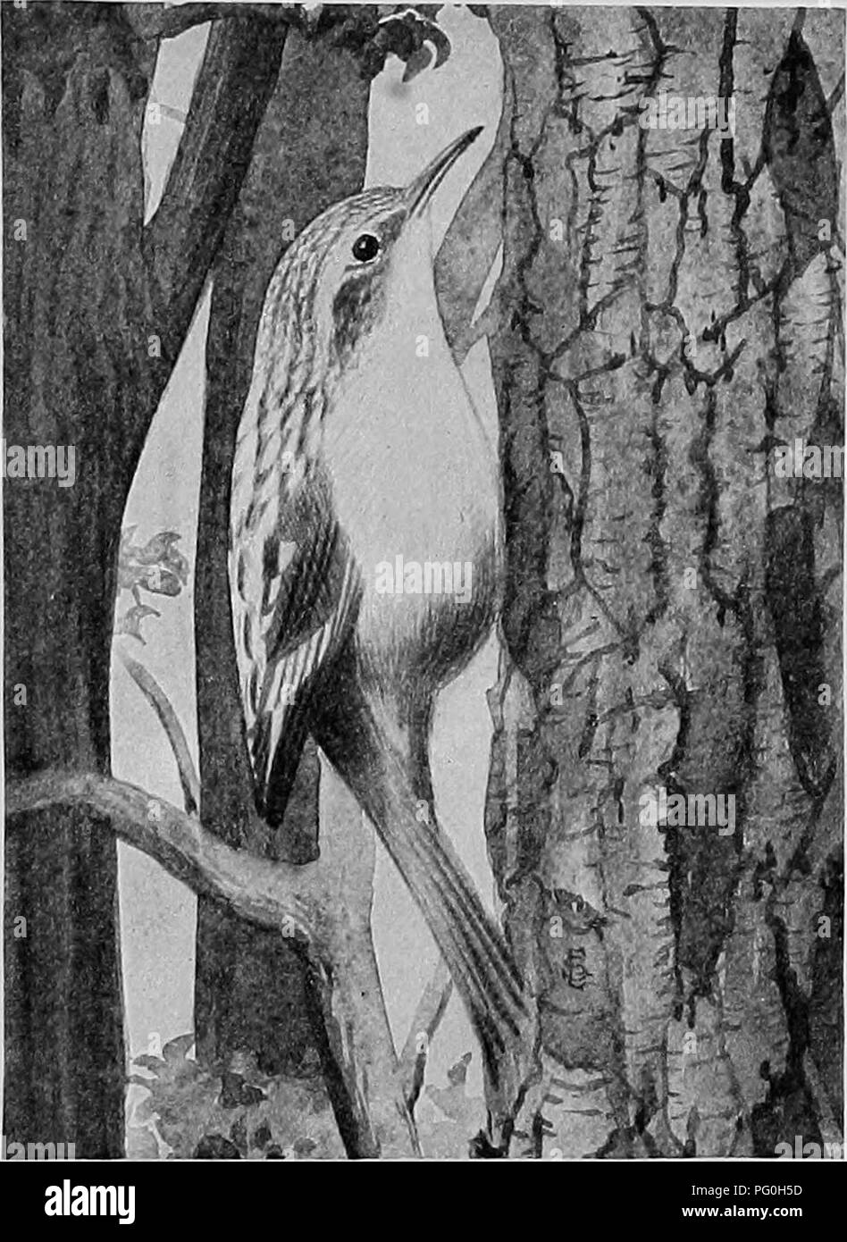 This text provides comprehensive information about the Tree-Creeper ...