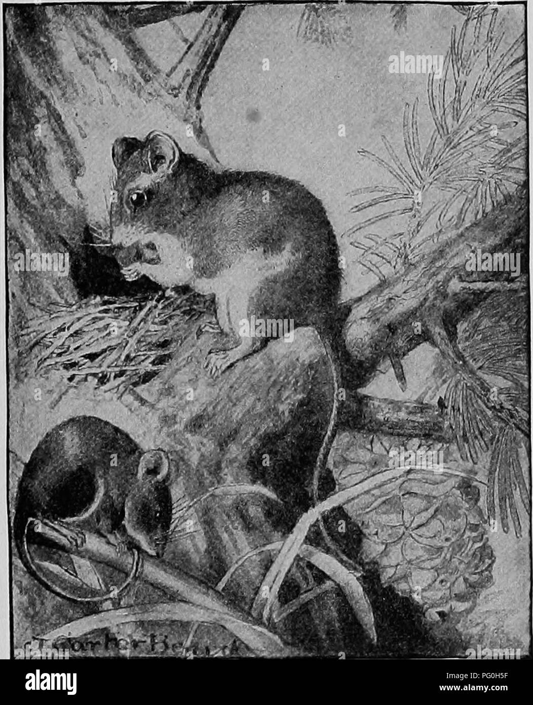 Mice nest mother hi-res stock photography and images - Alamy