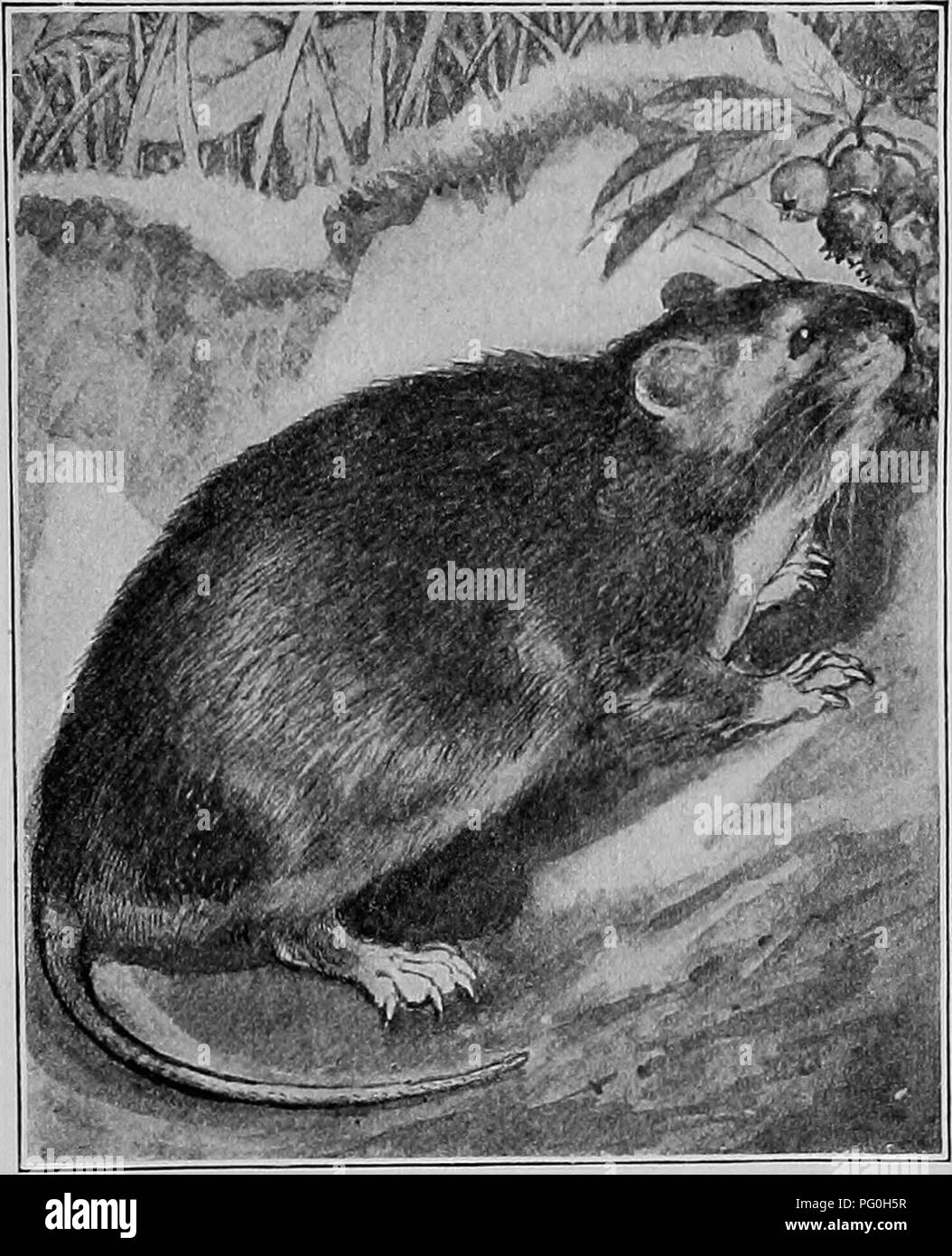 Mouse under its tail hi-res stock photography and images - Alamy