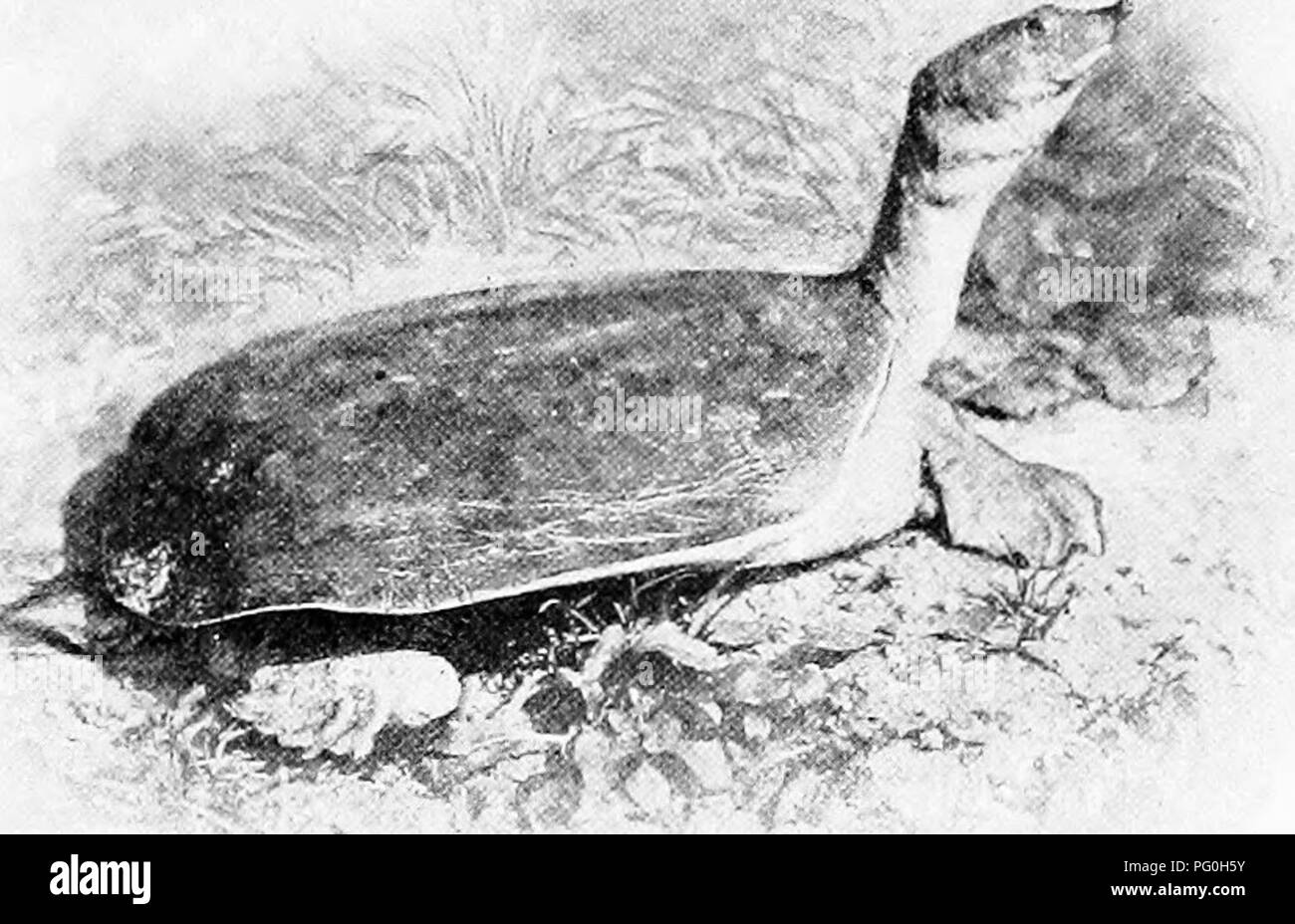 Soft shell reptile Black and White Stock Photos & Images - Alamy