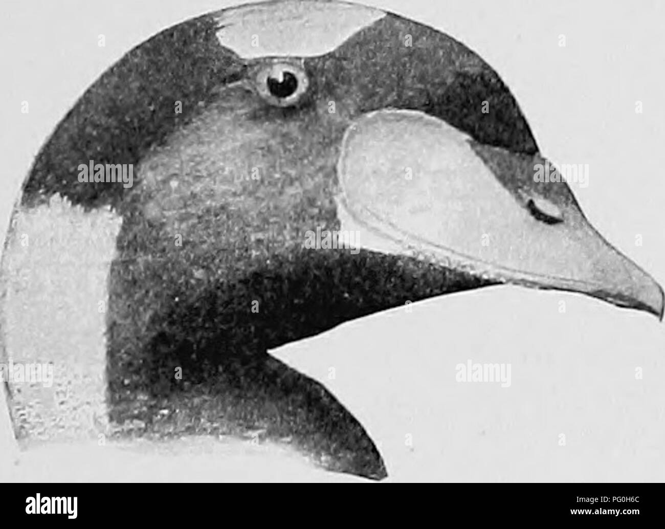 A comprehensive guide to the higher animals of North America, featuring ...