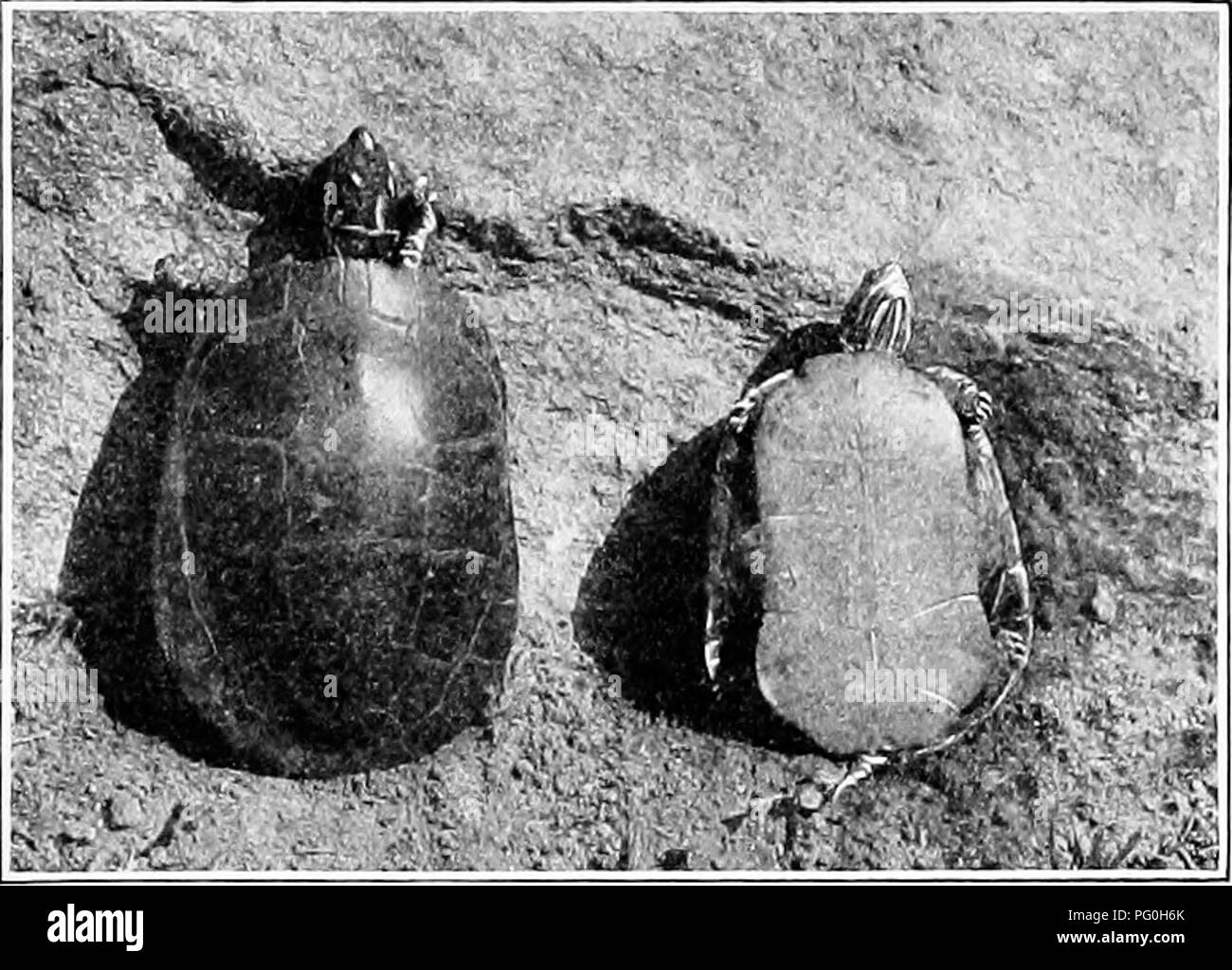 Diamond back terrapin Black and White Stock Photos & Images - Alamy
