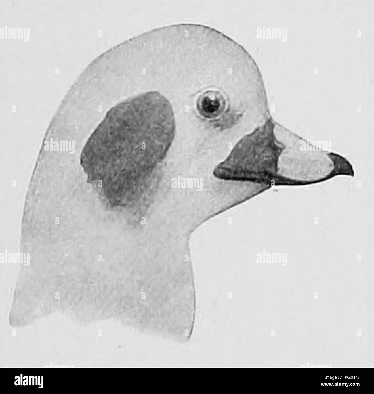 This natural history text provides detailed descriptions of North ...