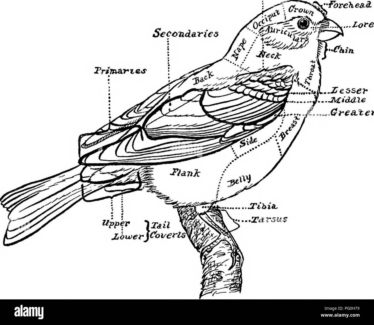 Ja rule Black and White Stock Photos & Images - Alamy