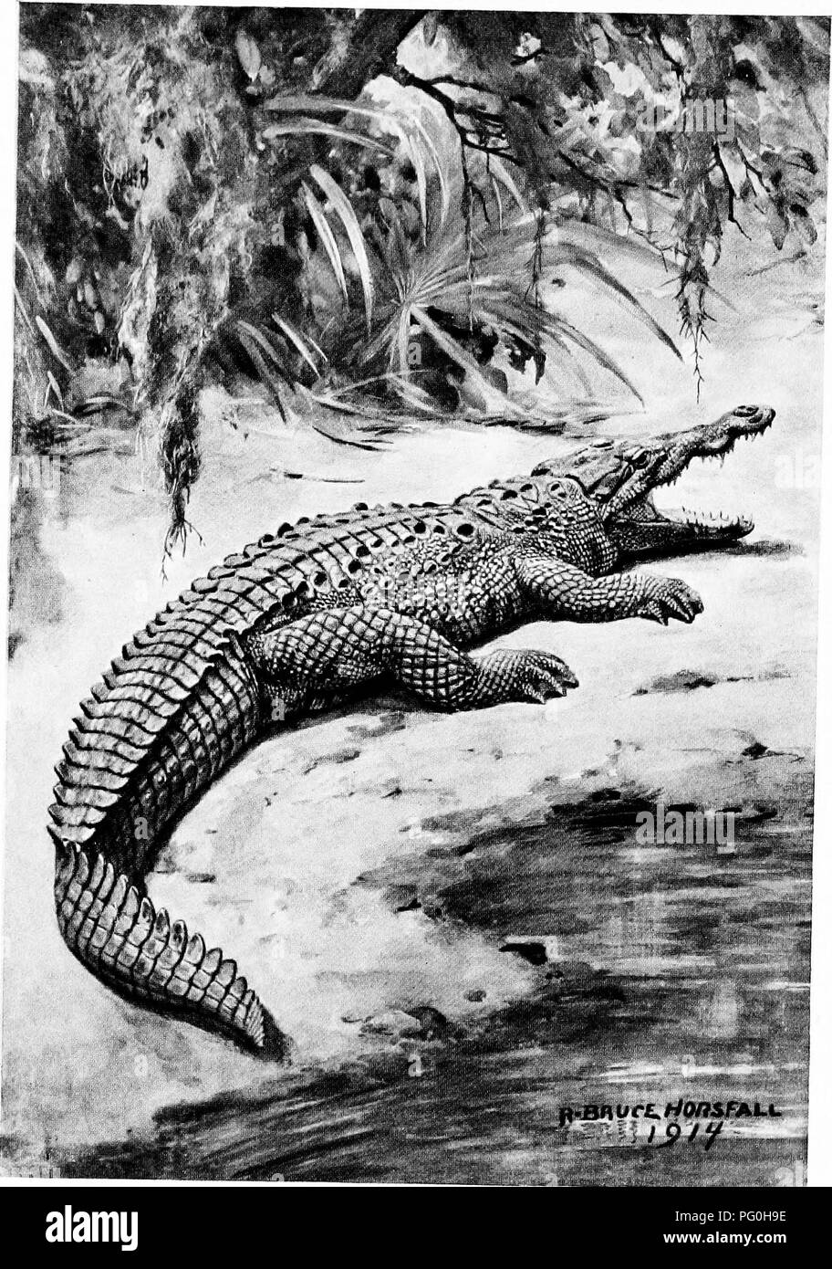 Illustration of the Florida crocodile, an important species in American ...