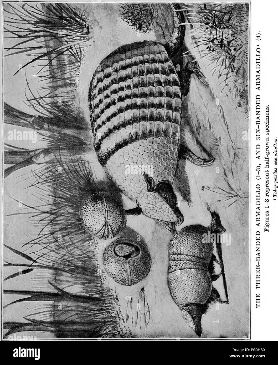 This work provides comprehensive information on the higher animals of ...