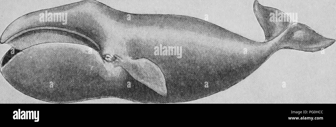 Harpooned whale hi-res stock photography and images - Alamy