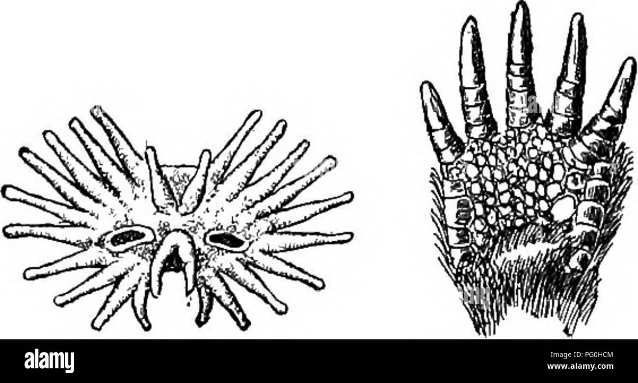 This illustration from the American Natural History provides an in ...