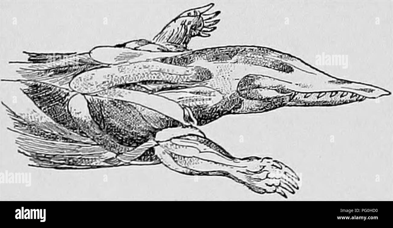 This comprehensive guide to North American animals details the physical ...