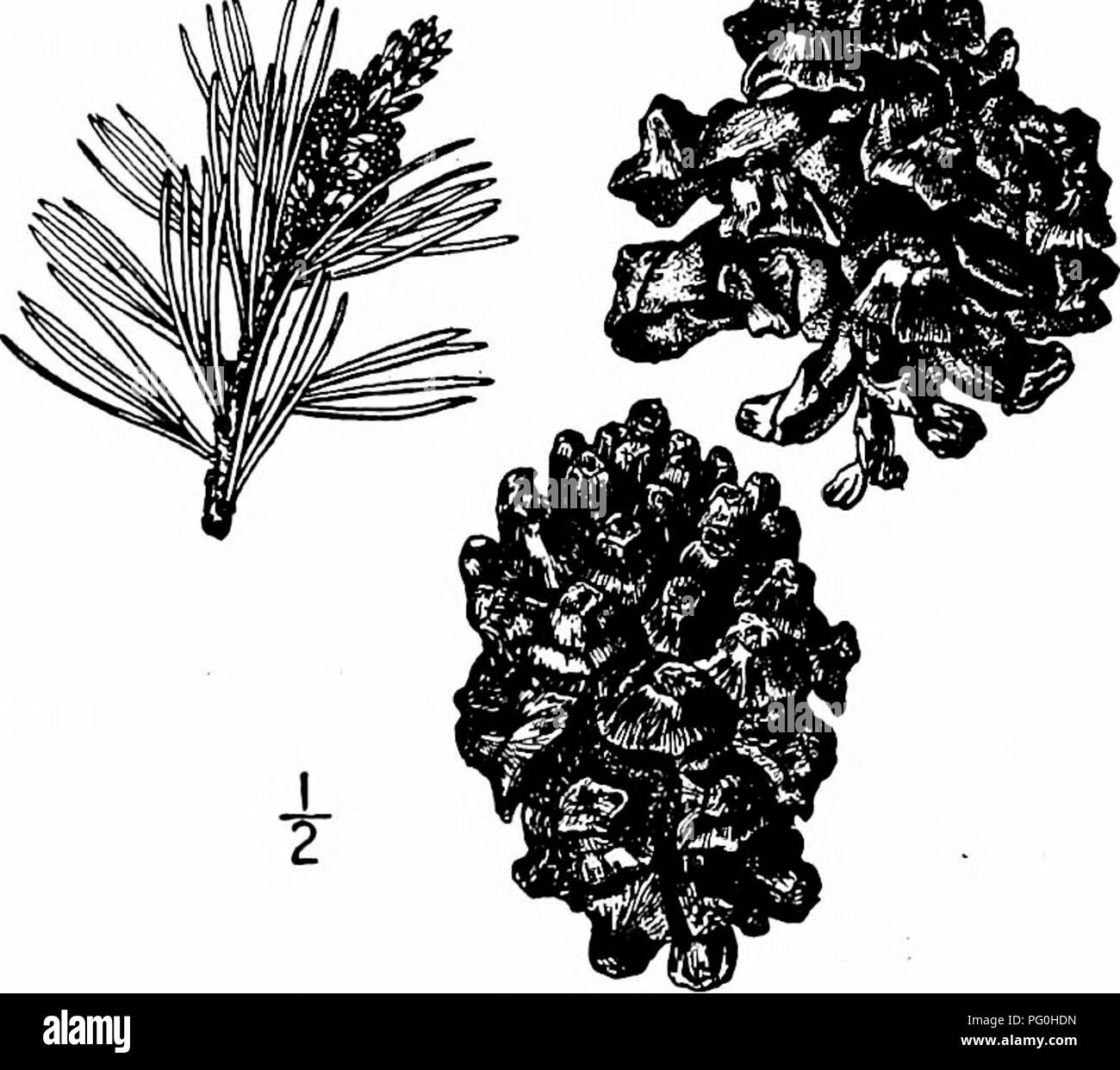 This work offers detailed descriptions and illustrations of native ...