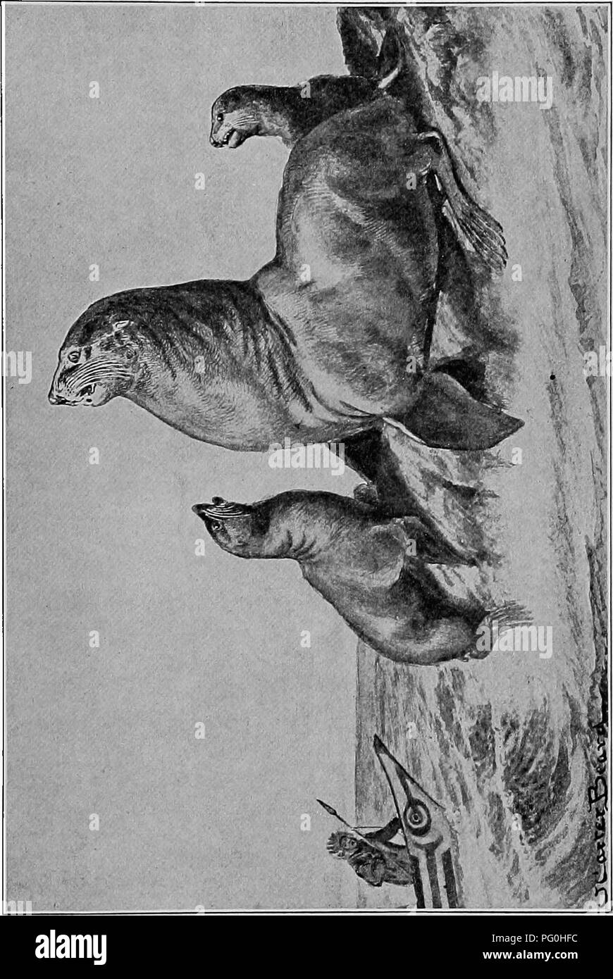 This text offers a foundational overview of the higher animals of North ...