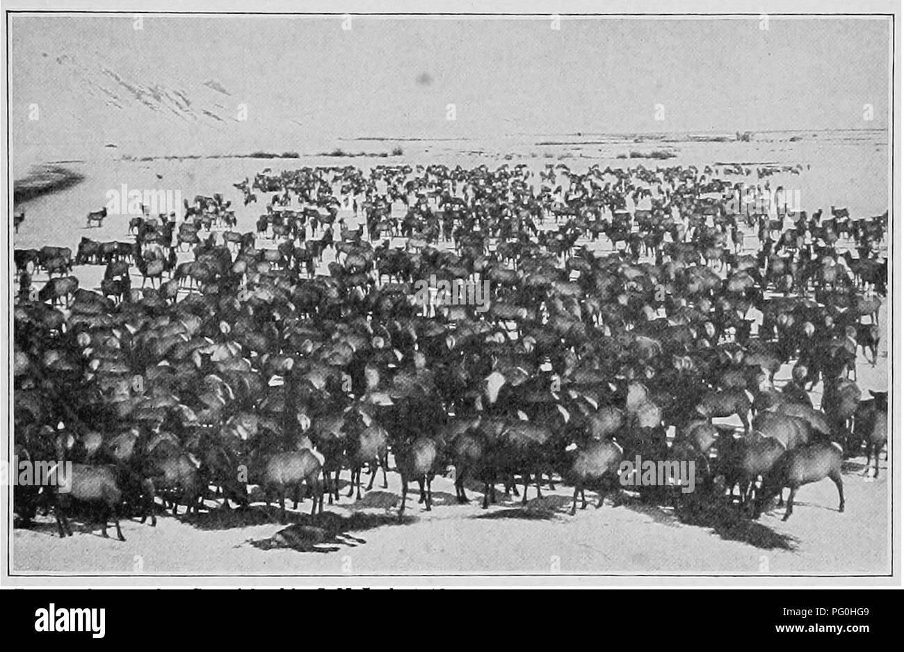 This work offers detailed knowledge of the higher animals of North ...