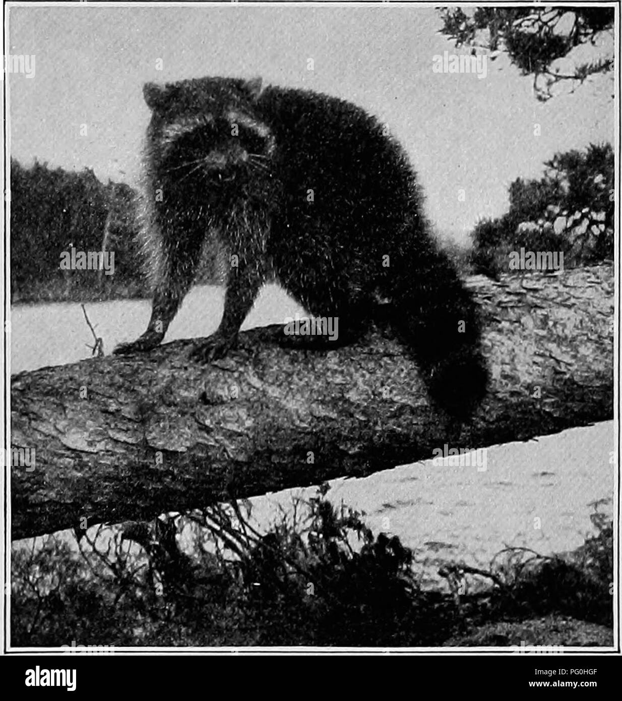 Cacomistle High Resolution Stock Photography and Images - Alamy