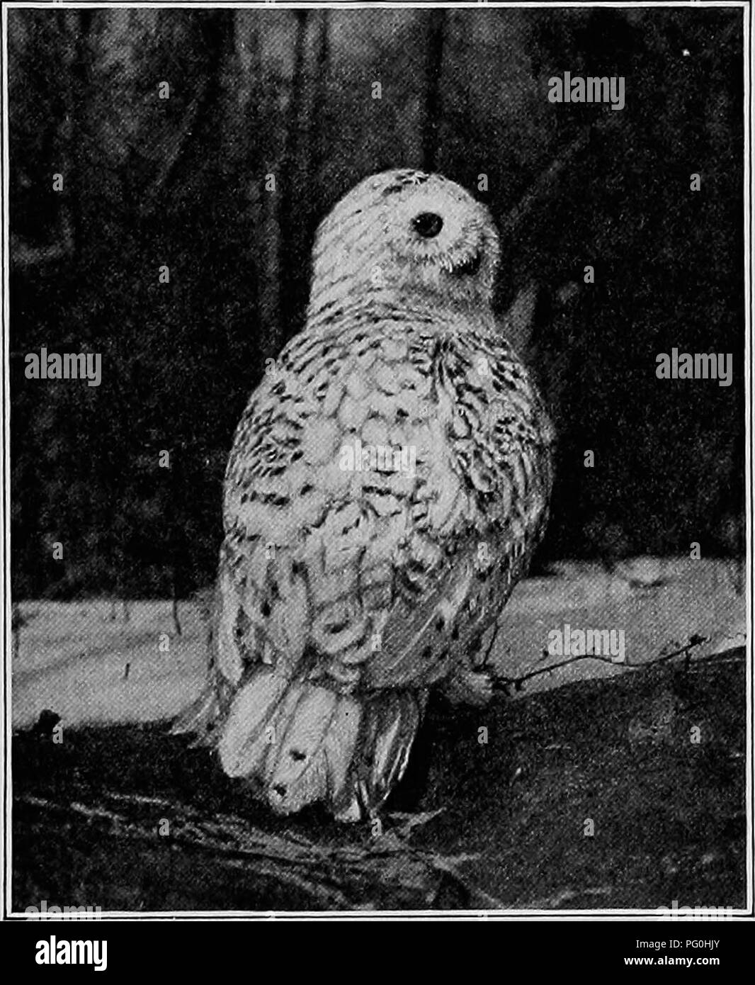 Burrowing owls on ground Black and White Stock Photos & Images - Alamy