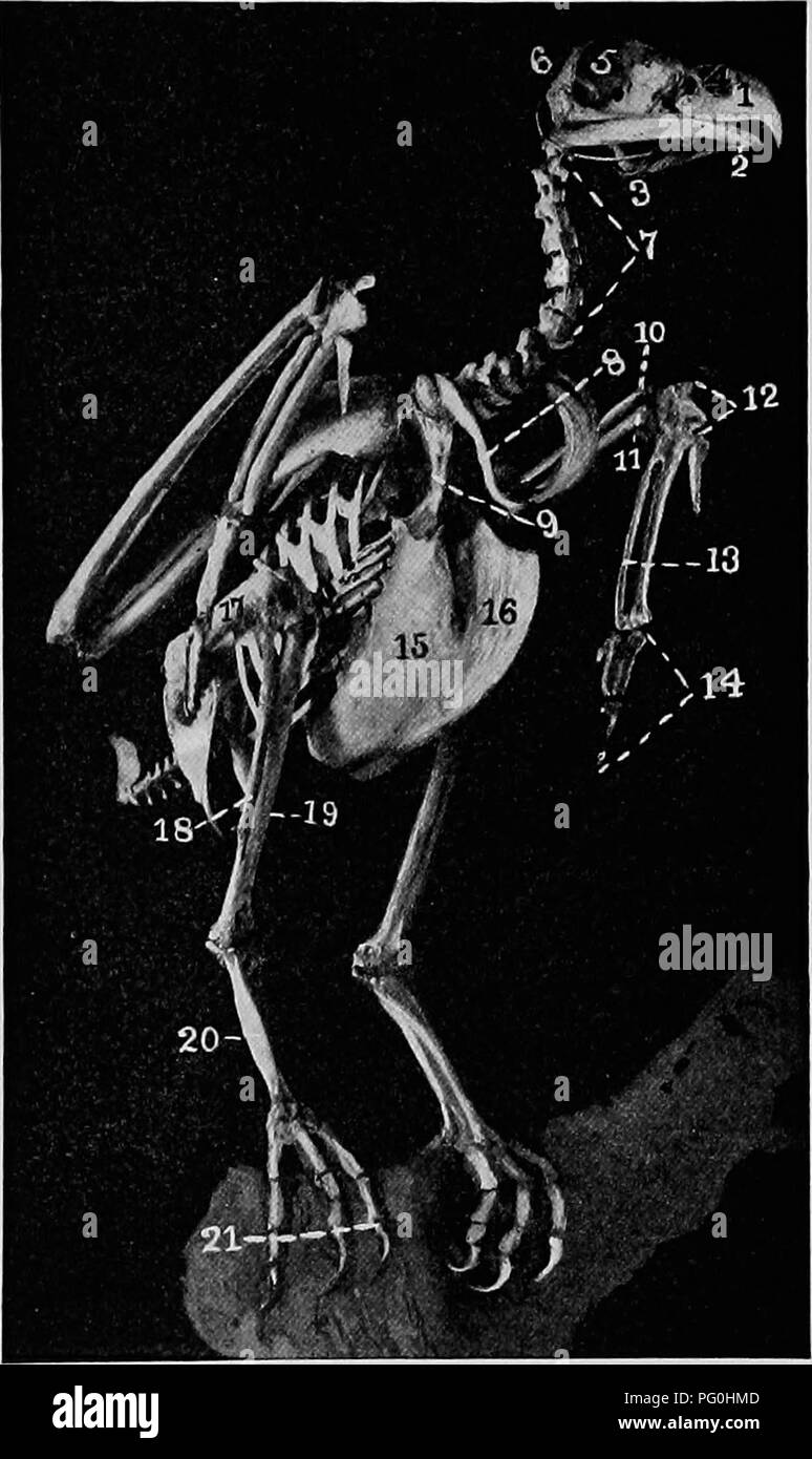 This book offers a detailed exploration of North America's higher ...