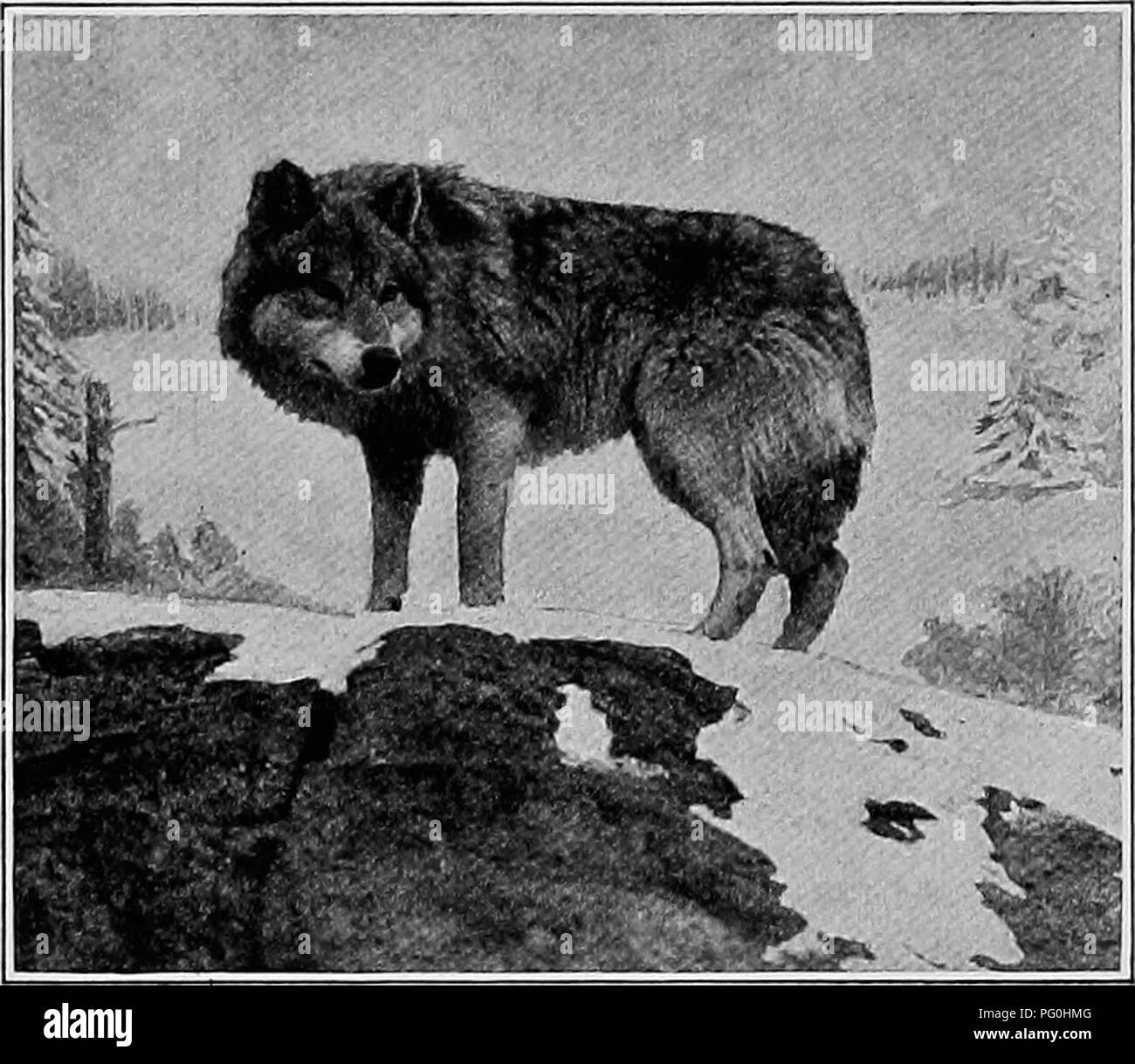 Gray wolf bite Black and White Stock Photos & Images - Alamy