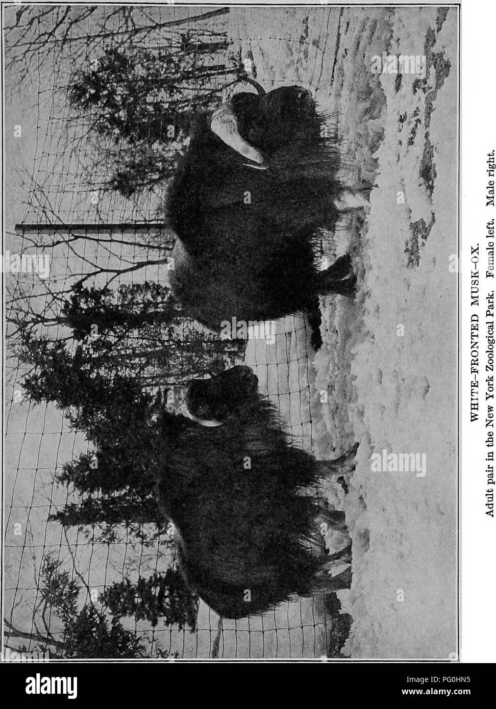 This work provides an in-depth look at the higher animals of North ...