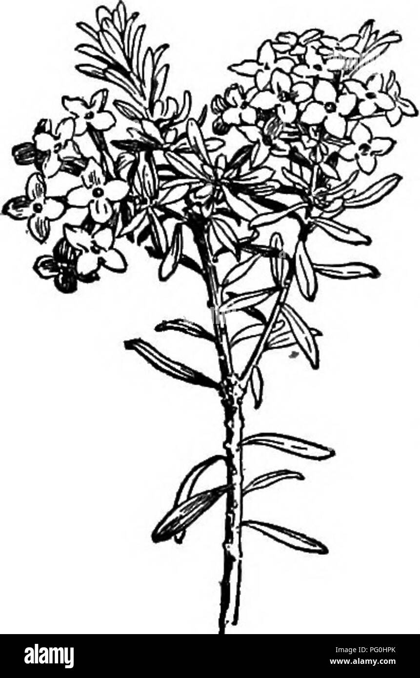 This horticultural reference provides detailed descriptions of plant ...