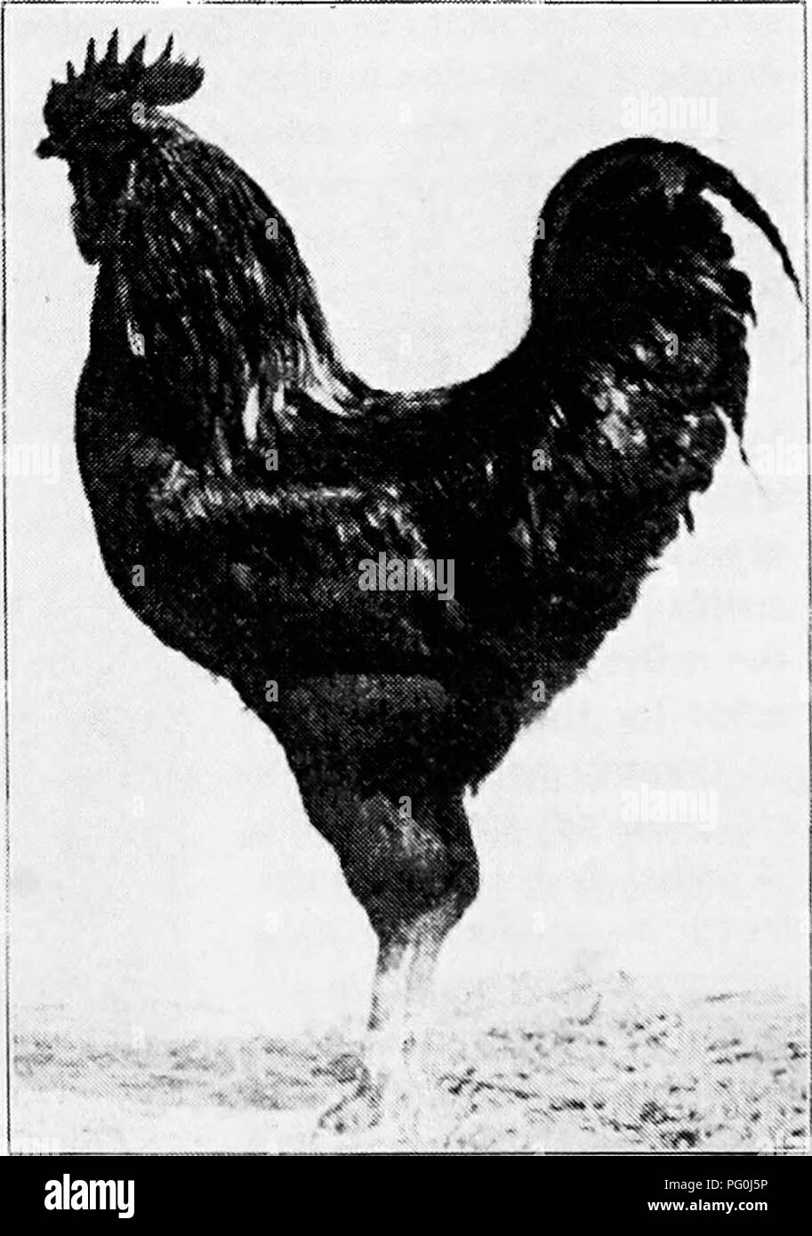 This guide to poultry culture covers the breeding, care, and management ...