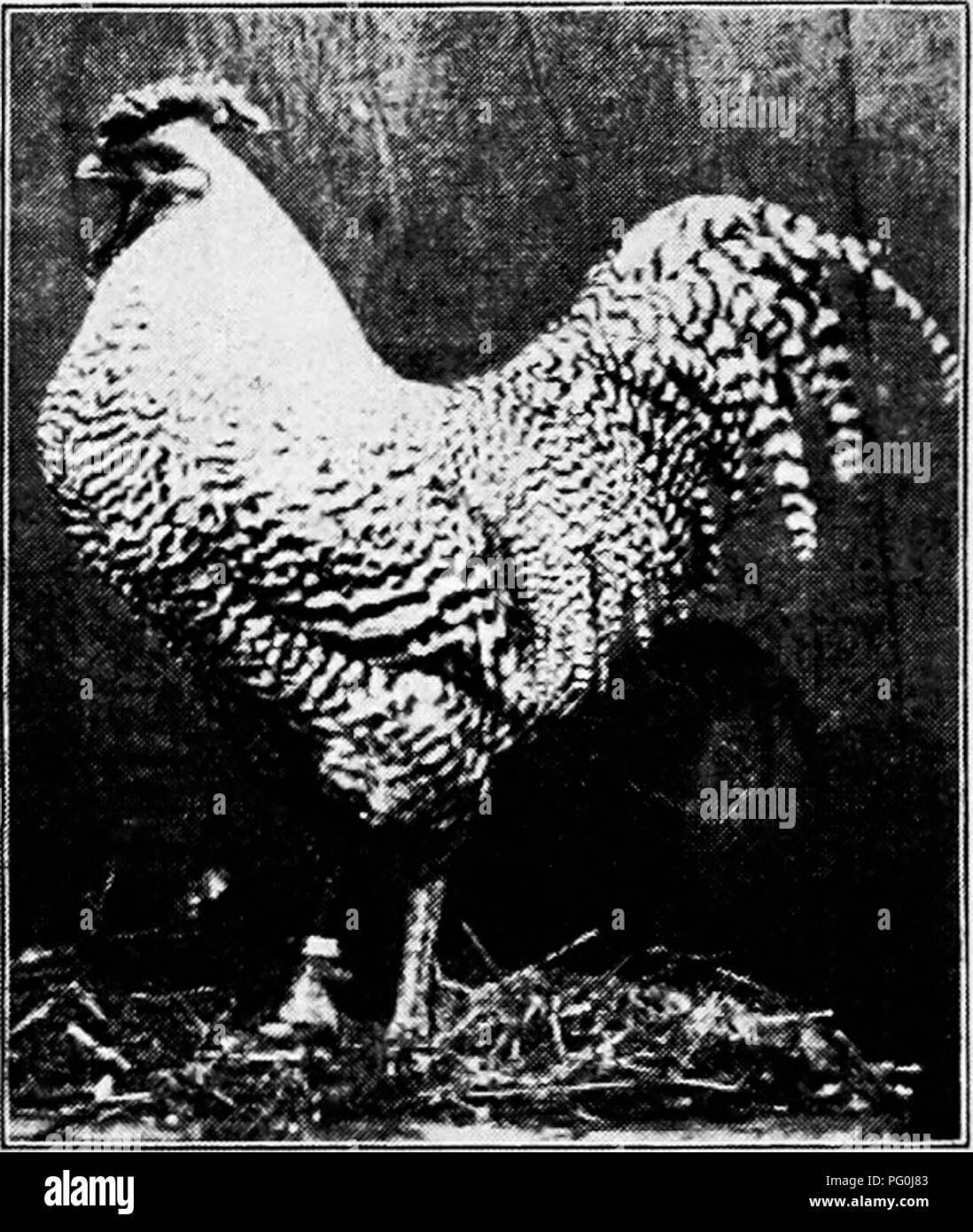 This book explains the principles of poultry breeding and color ...