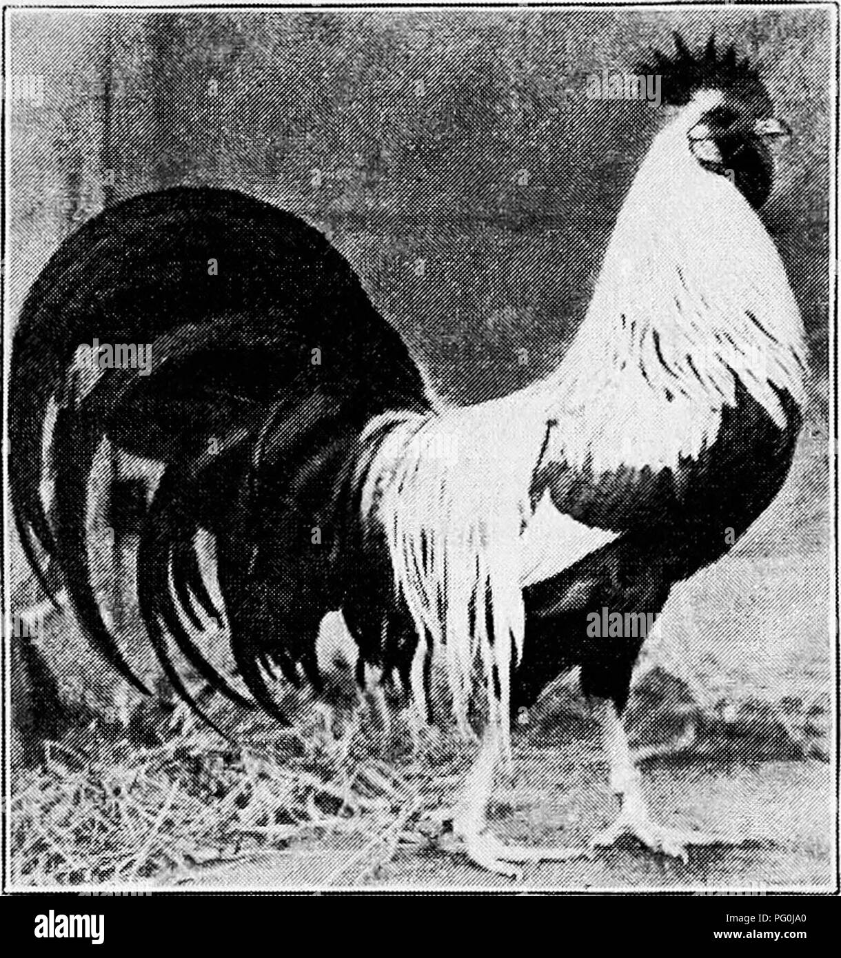 This work outlines the principles of poultry breeding, focusing on ...