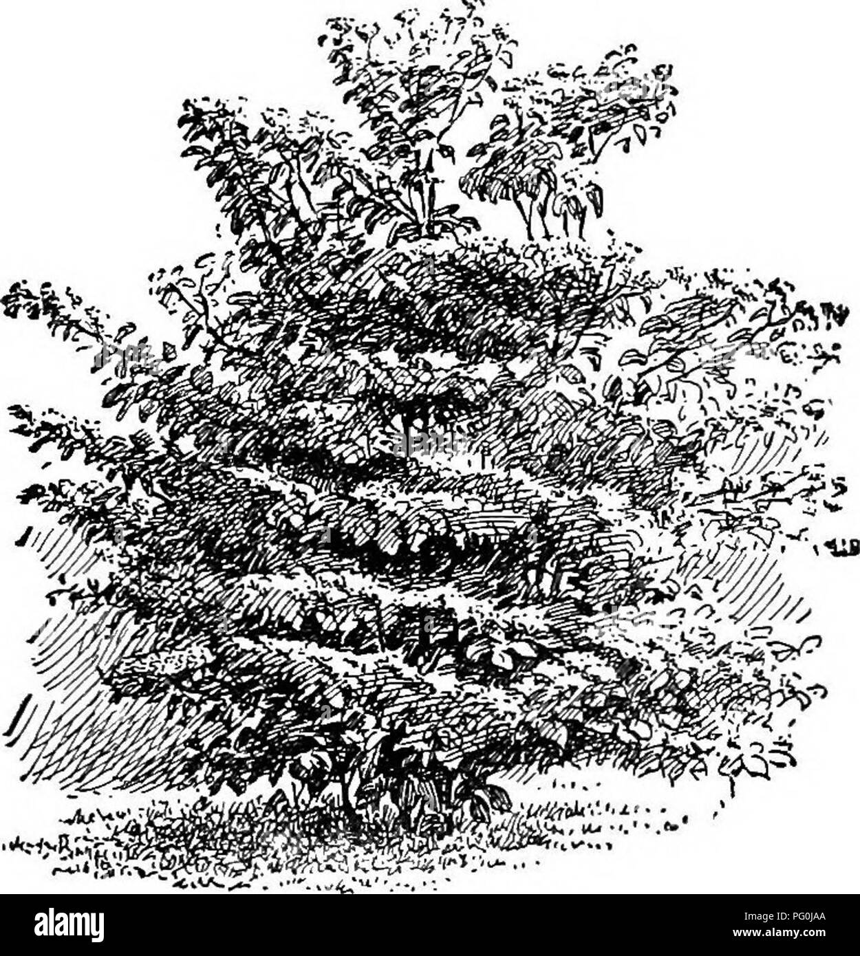 Cornus sanguinea spring Black and White Stock Photos & Images - Alamy