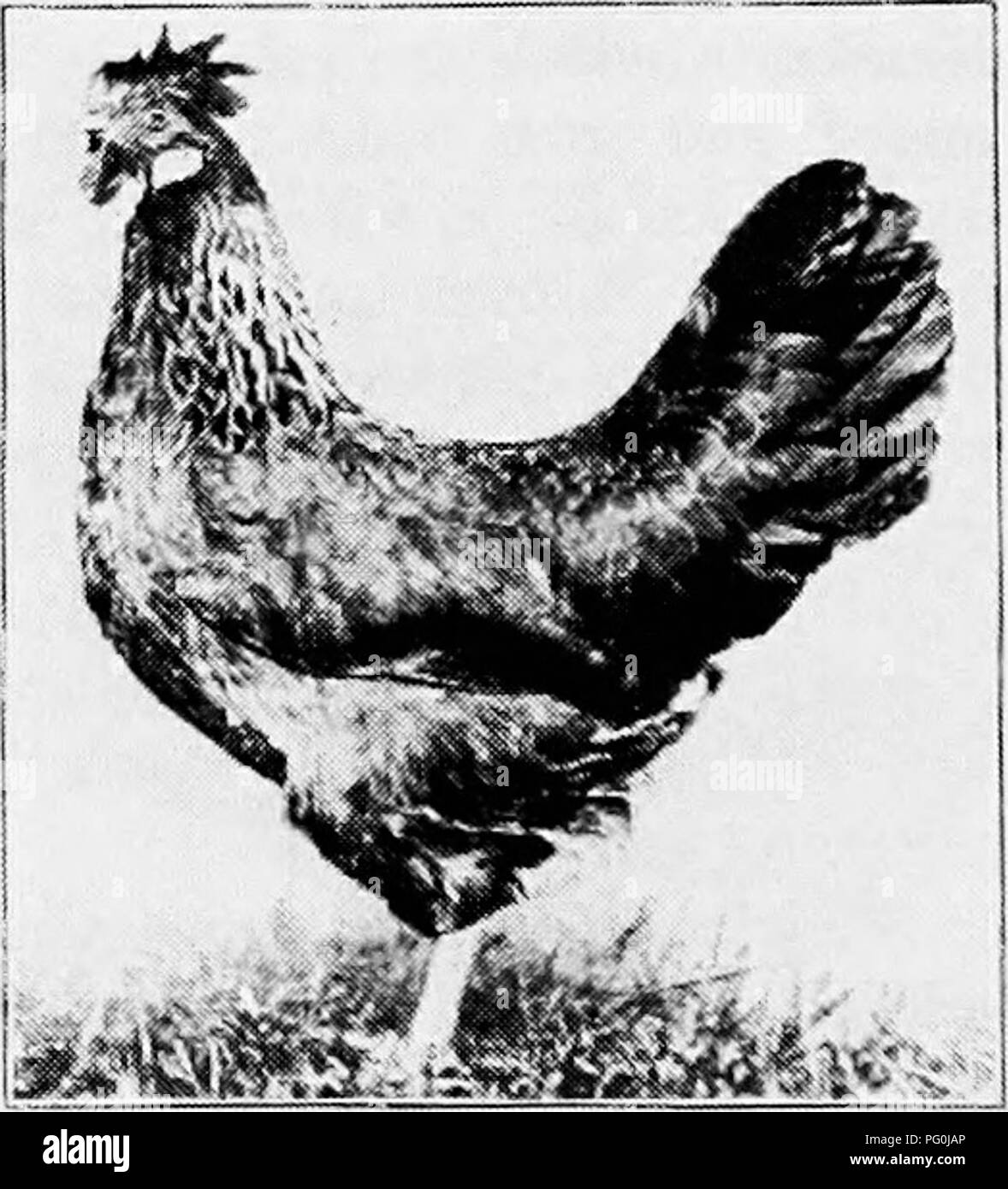 A guide to poultry breeding and care, focusing on breed characteristics ...