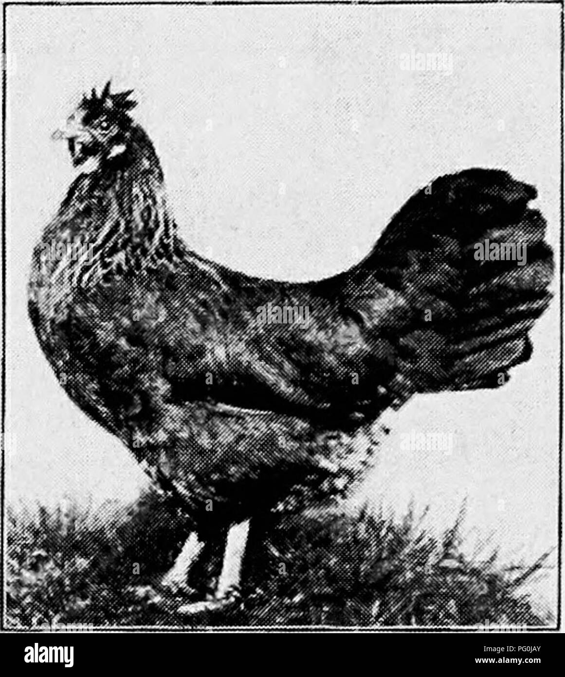 This guide explores the practices and principles of poultry farming ...