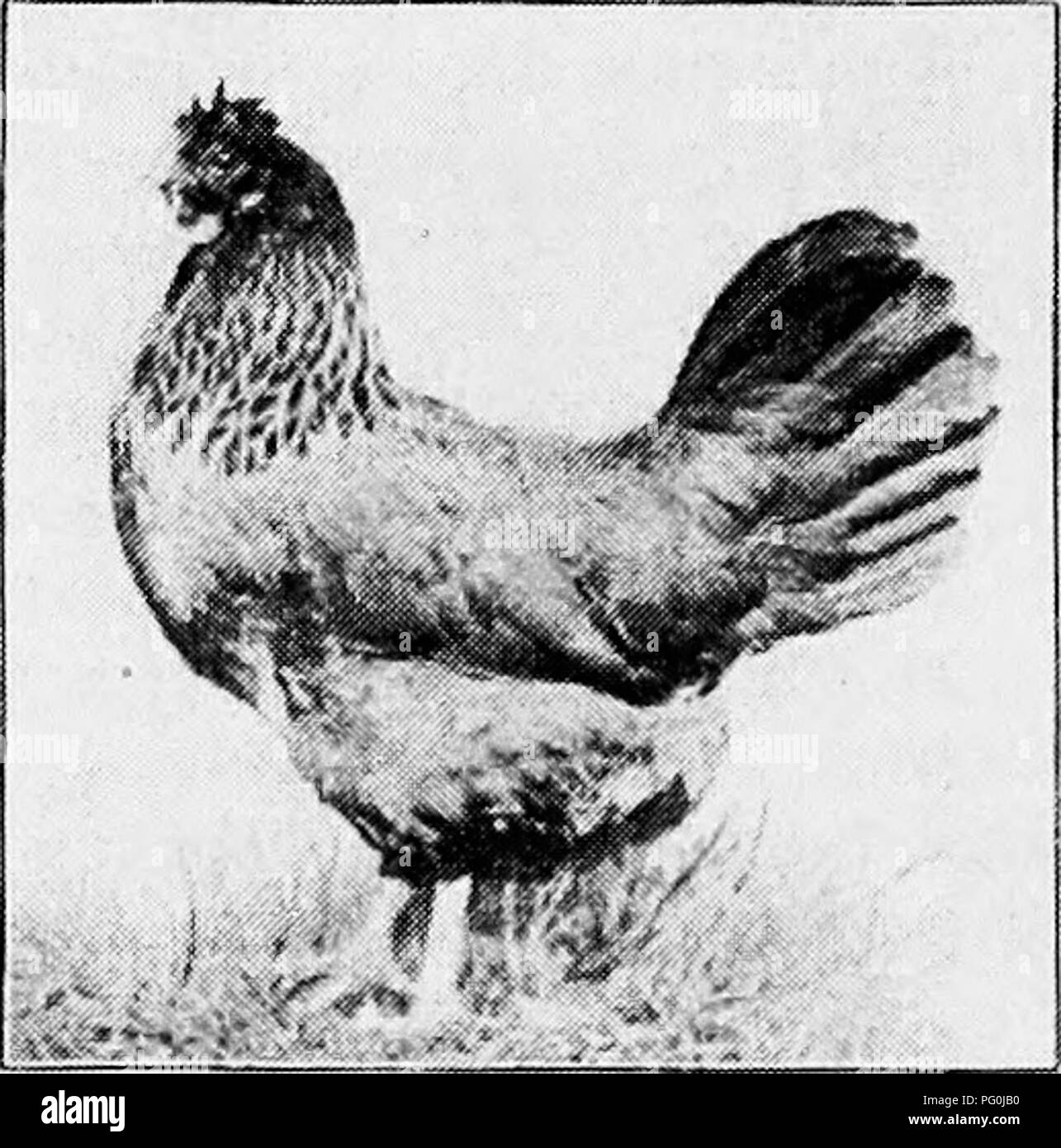 This section explores poultry genetics, focusing on the color ...